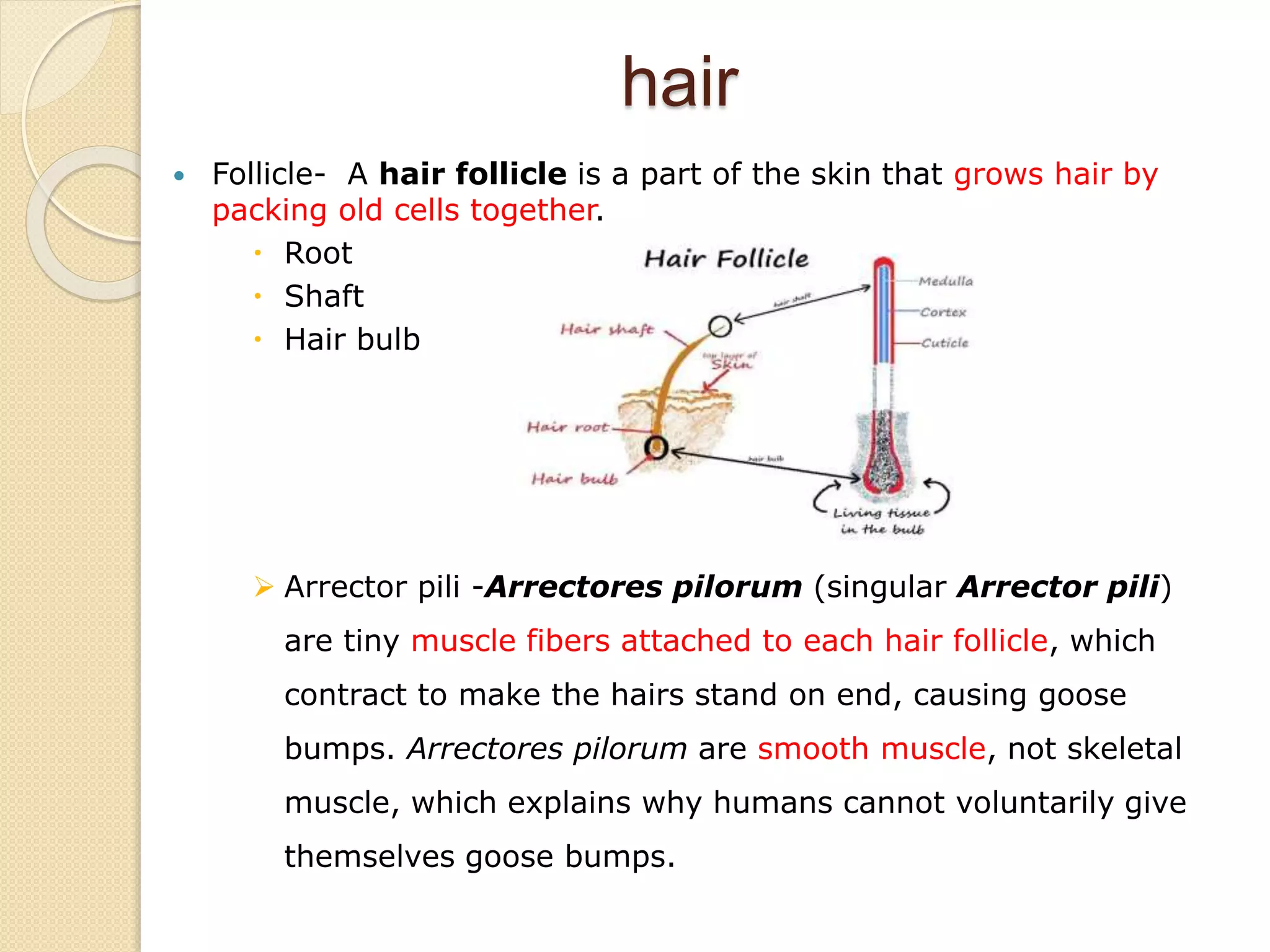 Skin structure and development | PPTX