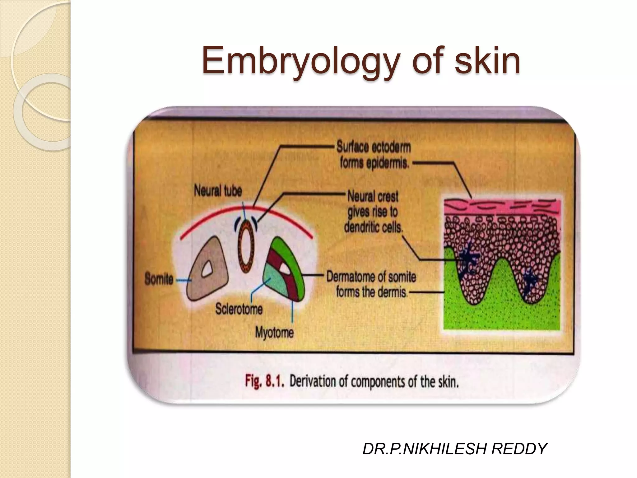 Skin structure and development | PPTX