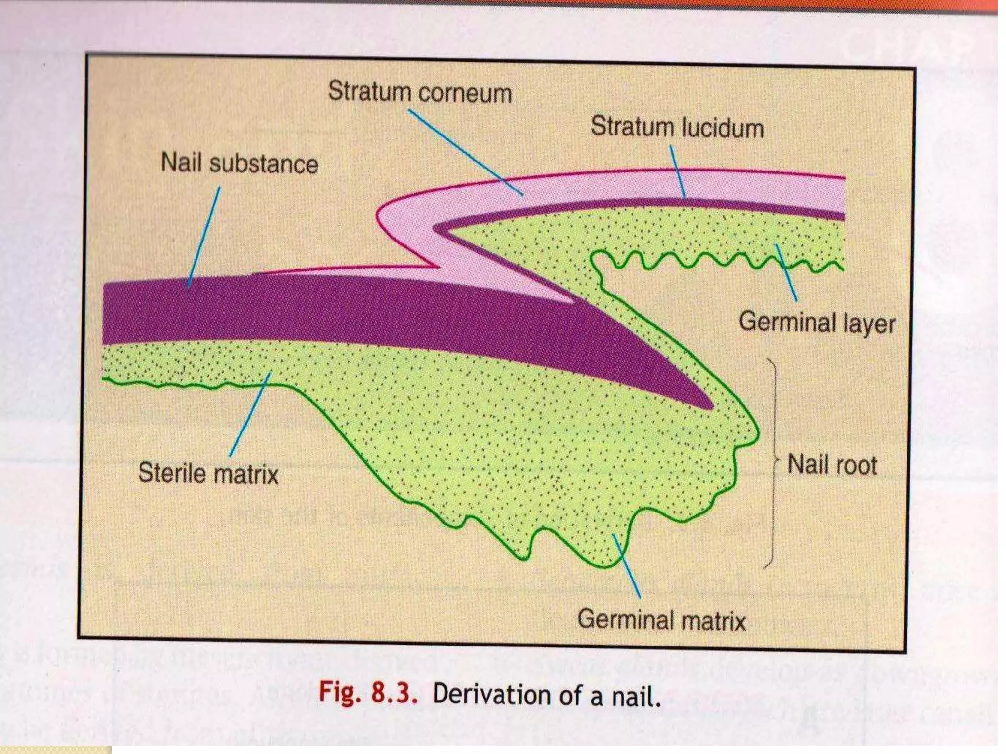 Skin structure and development | PPTX