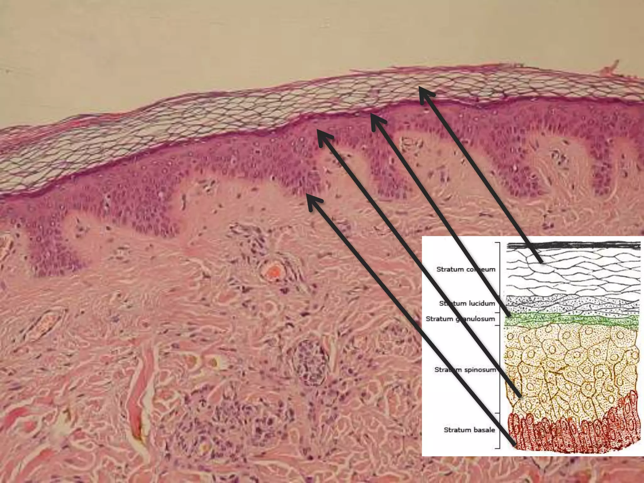 Skin structure and development | PPTX