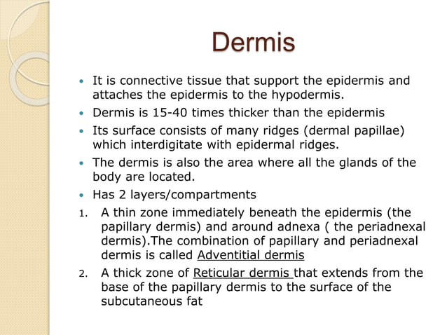 Skin structure and development | PPTX | Skin and Dermatology | Diseases and Conditions
