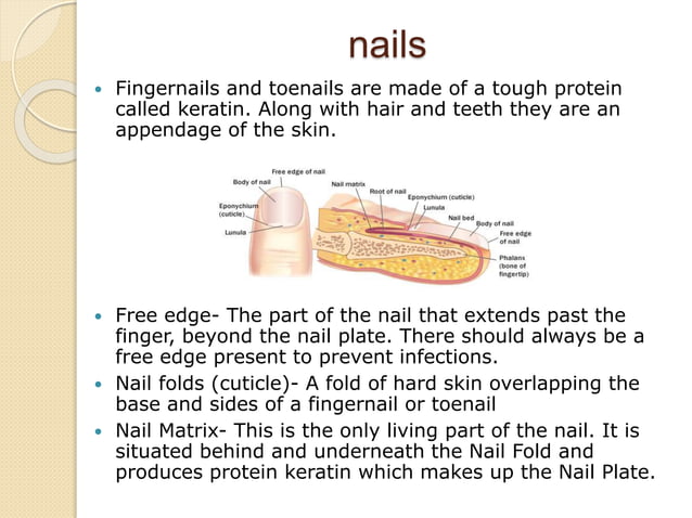 Skin structure and development | PPTX | Skin and Dermatology | Diseases and Conditions