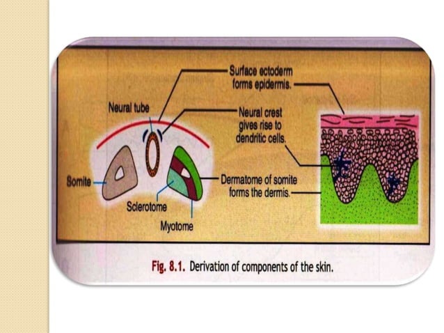 Skin structure and development | PPTX | Skin and Dermatology | Diseases ...