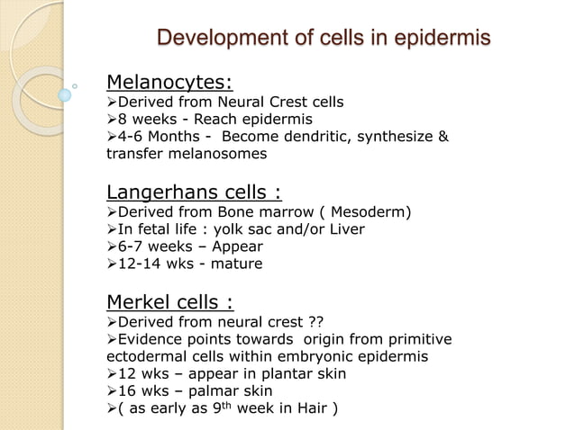 Skin structure and development | PPTX | Skin and Dermatology | Diseases and Conditions