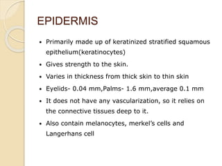 Skin structure and development | PPTX