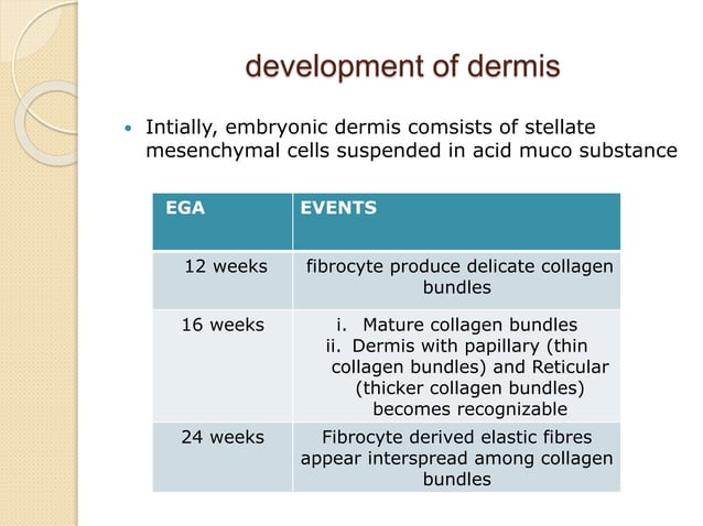 Skin structure and development | PPTX | Skin and Dermatology | Diseases and Conditions