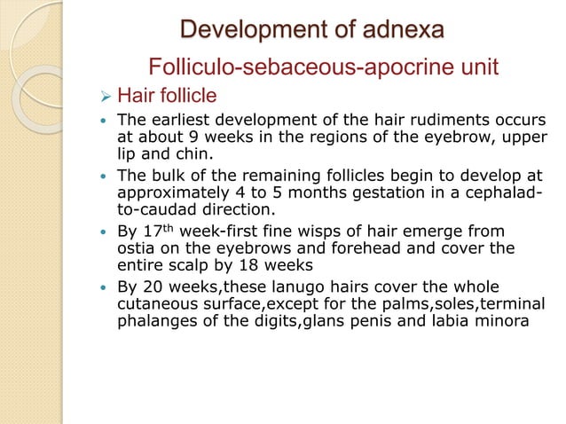 Skin structure and development | PPTX | Skin and Dermatology | Diseases and Conditions