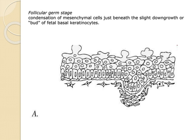 Skin structure and development | PPTX | Skin and Dermatology | Diseases and Conditions
