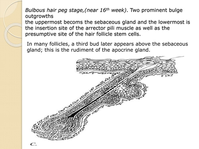 Skin structure and development | PPTX | Skin and Dermatology | Diseases and Conditions
