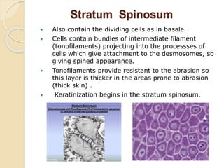 Skin structure and development | PPTX