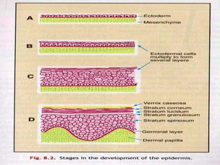 Skin structure and development | PPT