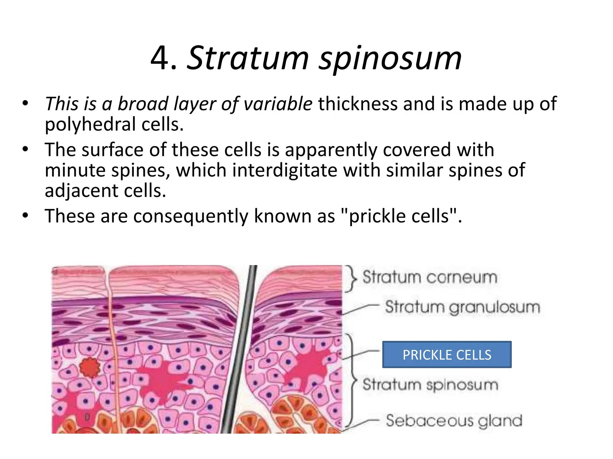 SKIN STRUCTURE AND FUNCTION.pptx