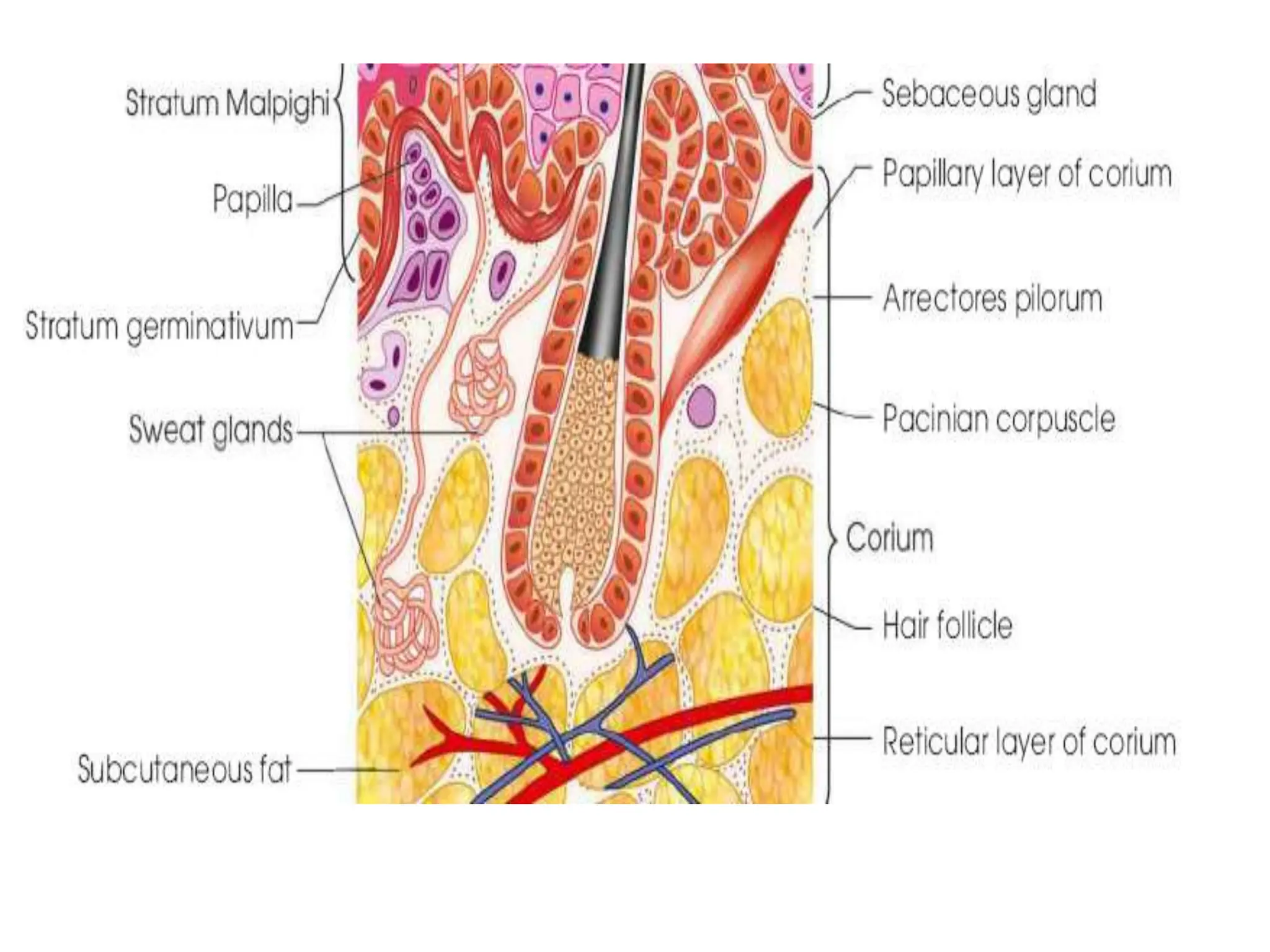 SKIN STRUCTURE AND FUNCTION.pptx
