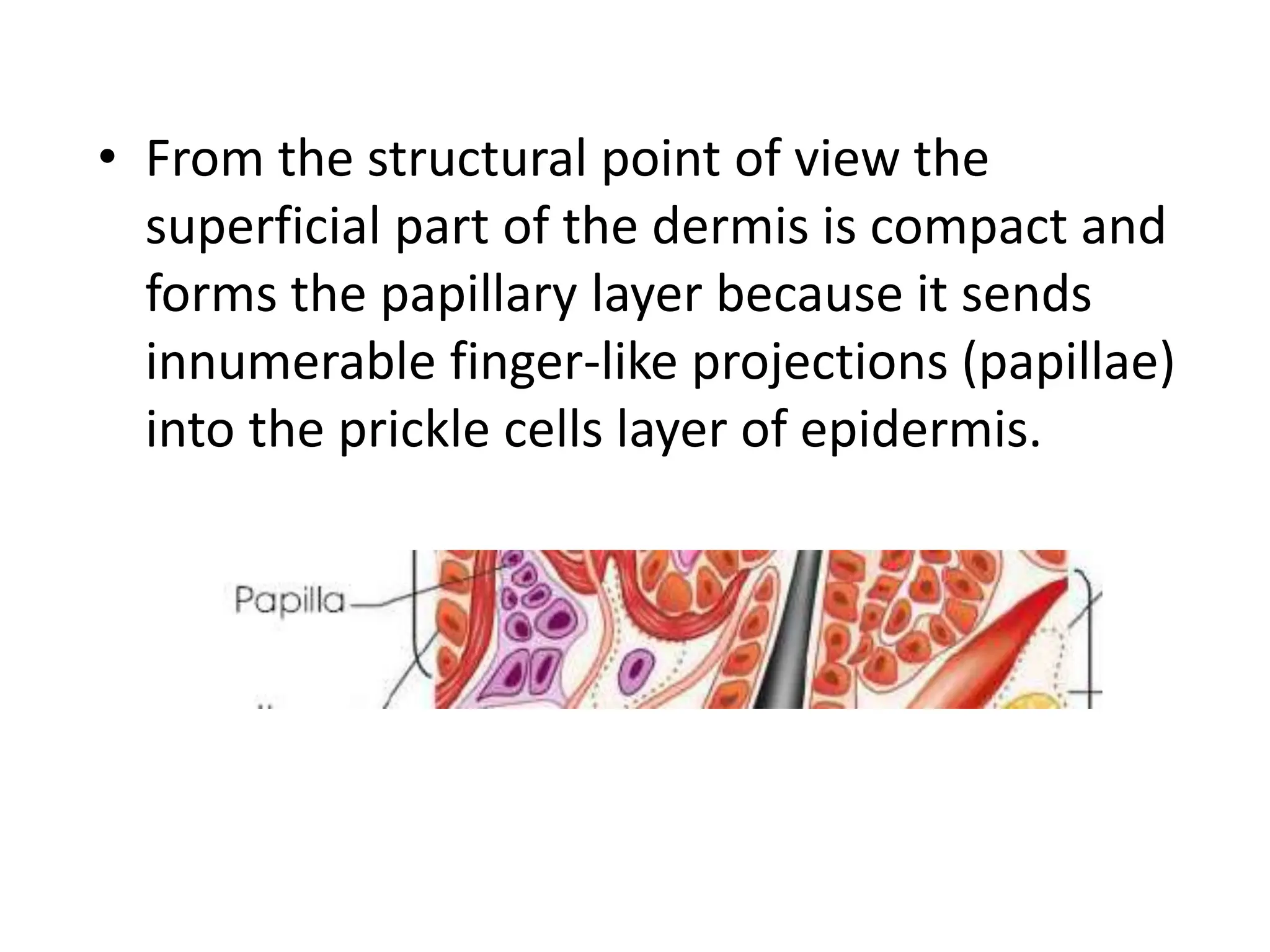 SKIN STRUCTURE AND FUNCTION.pptx