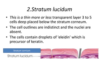 SKIN STRUCTURE AND FUNCTION.pptx
