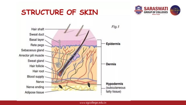 skin structure and function.pptxttuybhrgjt | PPT