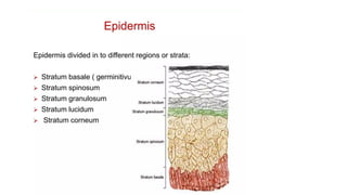 skin structure and function.pptxttuybhrgjt | PPT