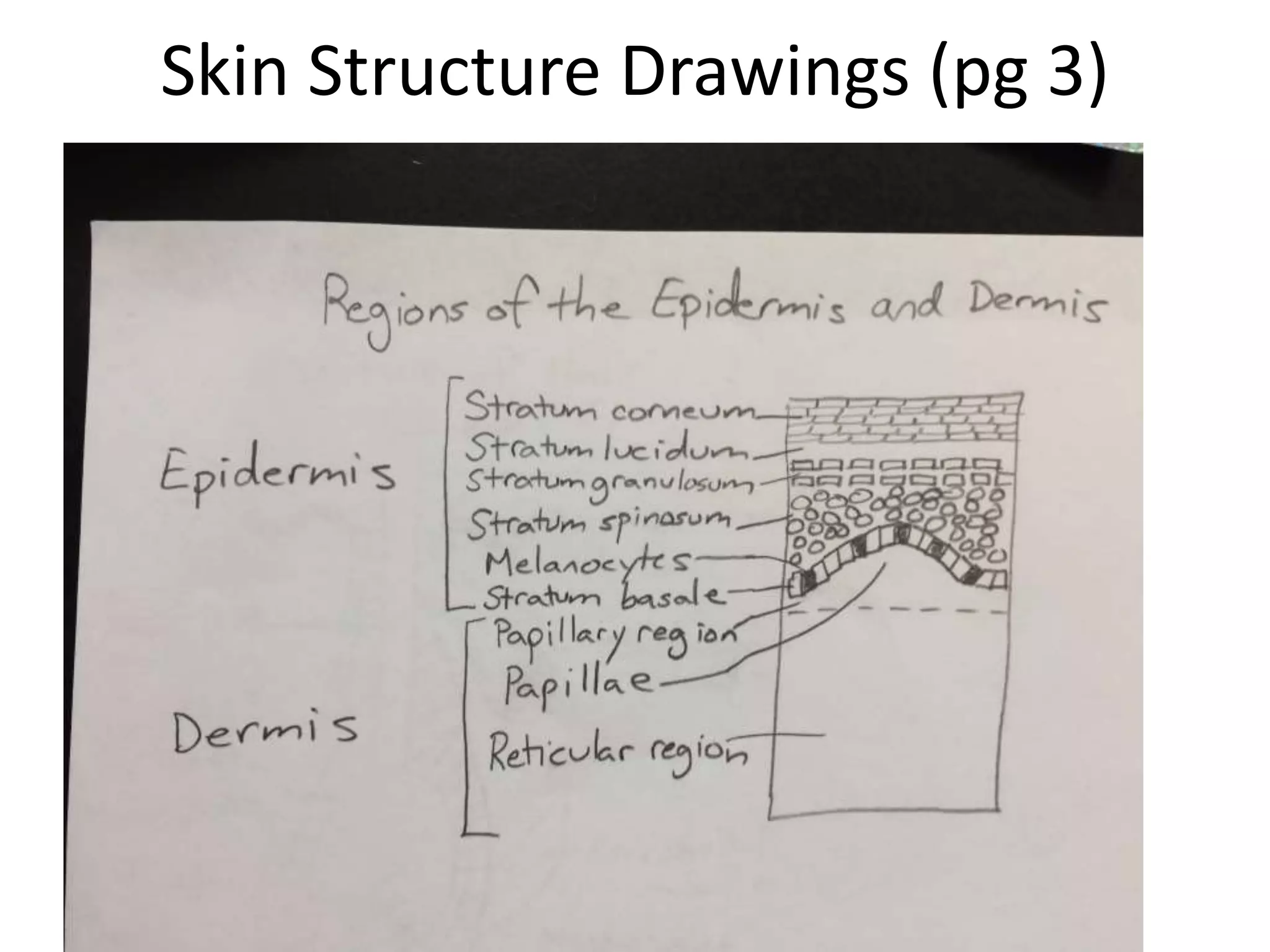 Skin structure drawings | PPTX