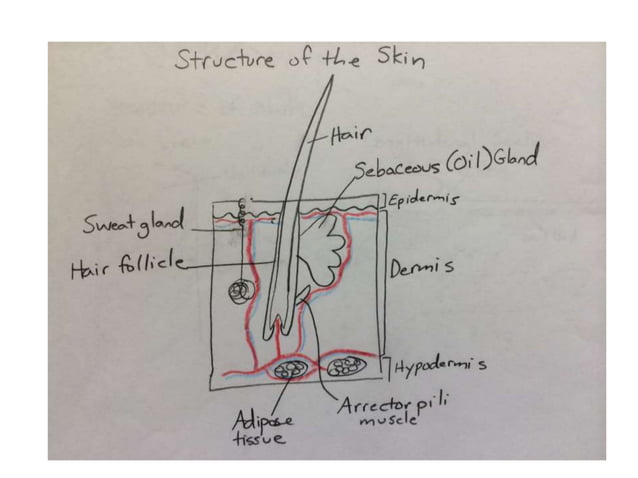Skin structure drawings | PPT