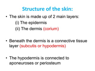 Skin structure & hide defects | PPTX