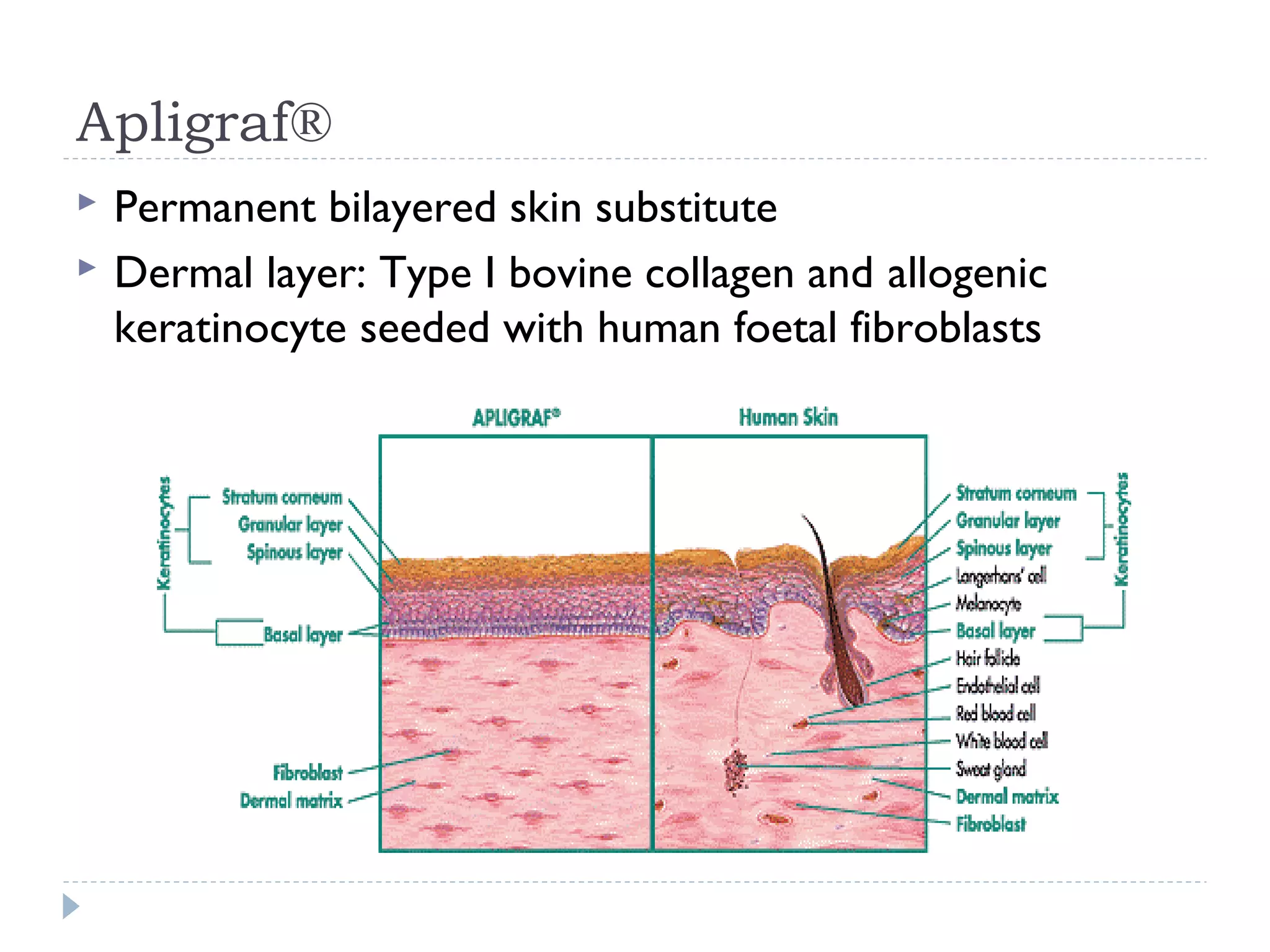 Skin substitutes | PPT