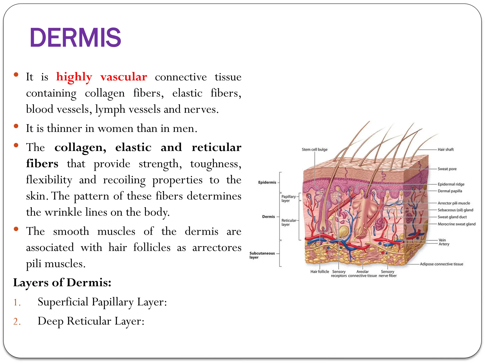 SKIN, SUPERFICIAL FASCIA AND DEEP FASCIA.pptx