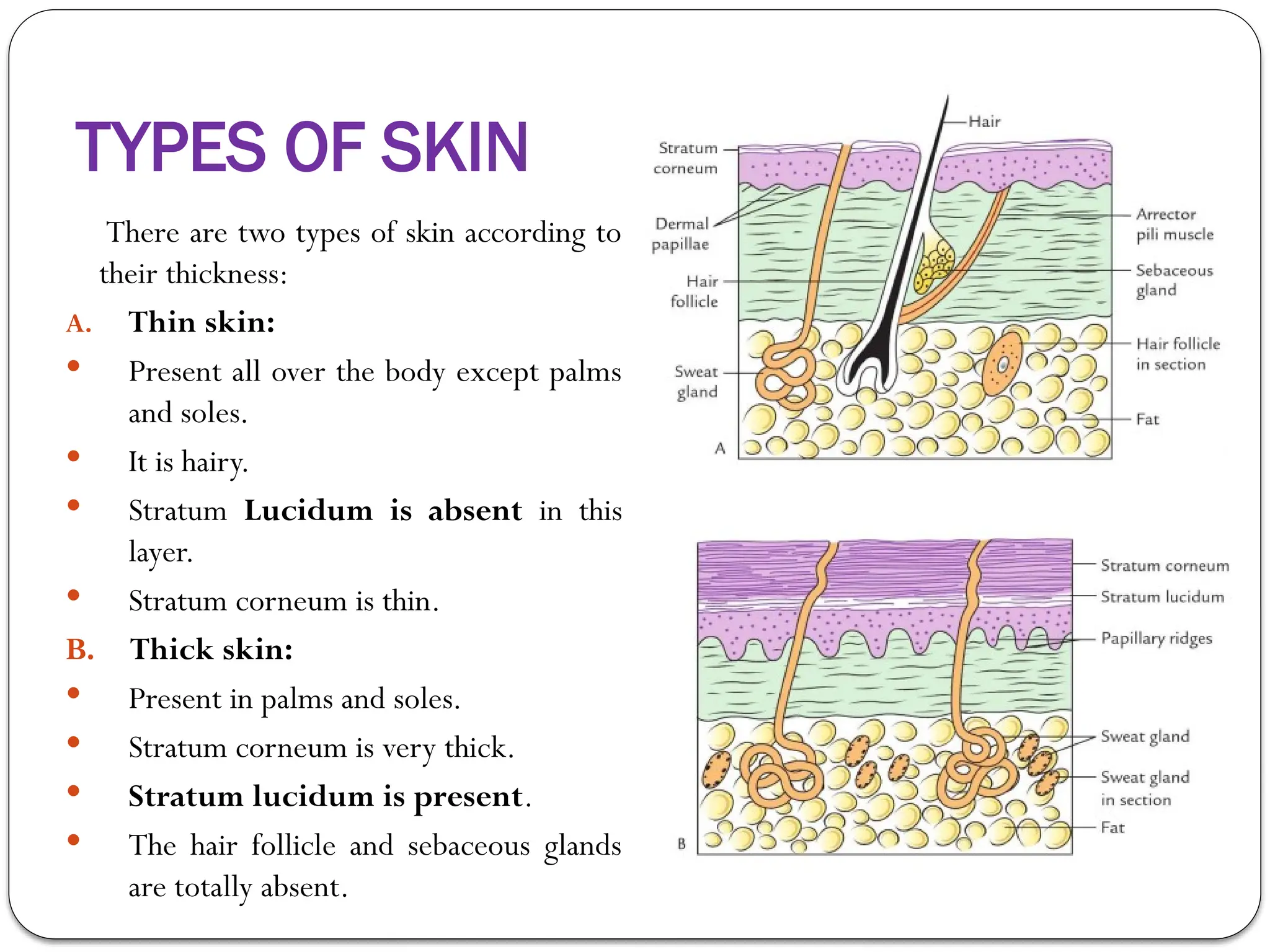 SKIN, SUPERFICIAL FASCIA AND DEEP FASCIA.pptx