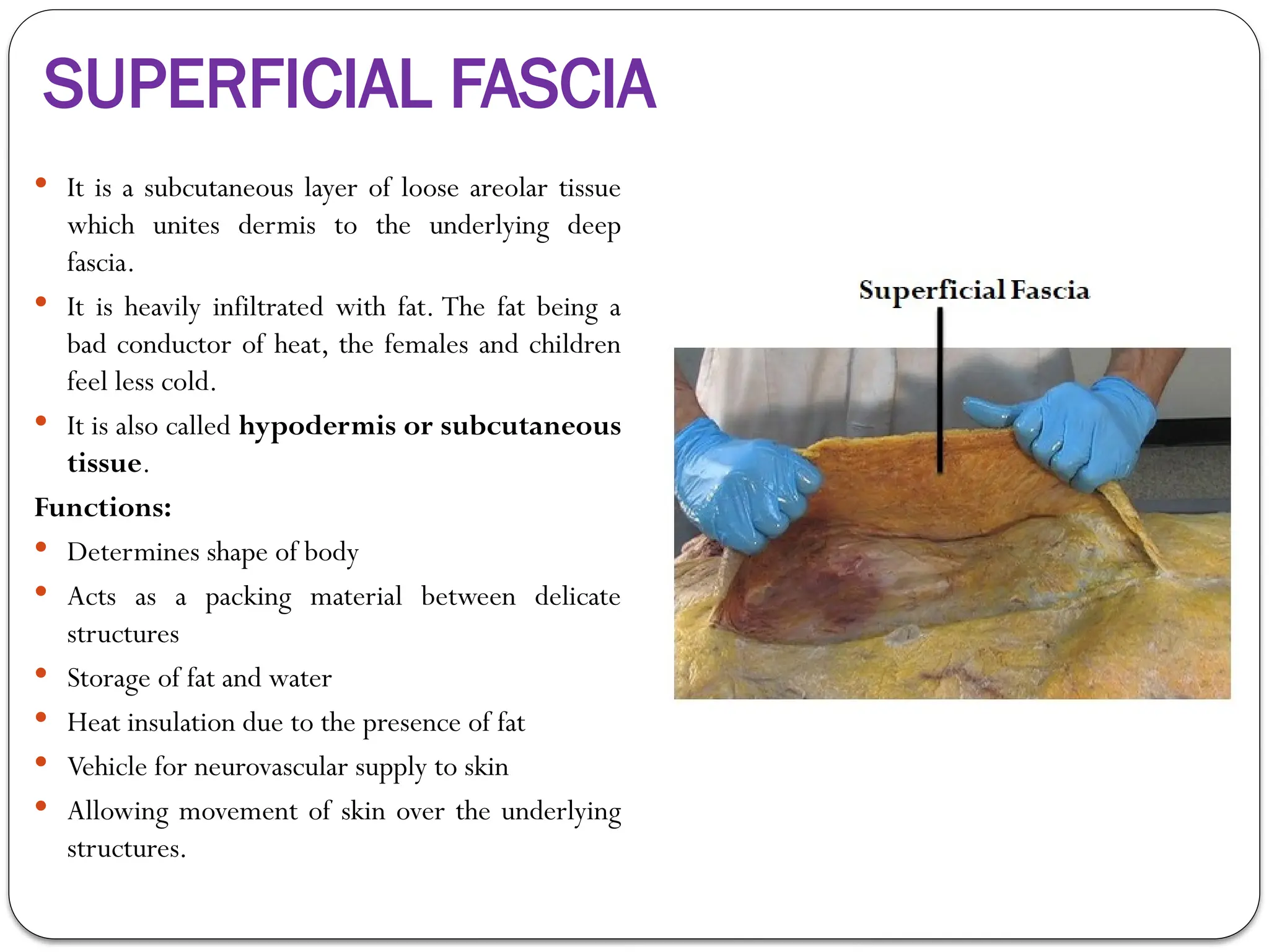 SKIN, SUPERFICIAL FASCIA AND DEEP FASCIA.pptx