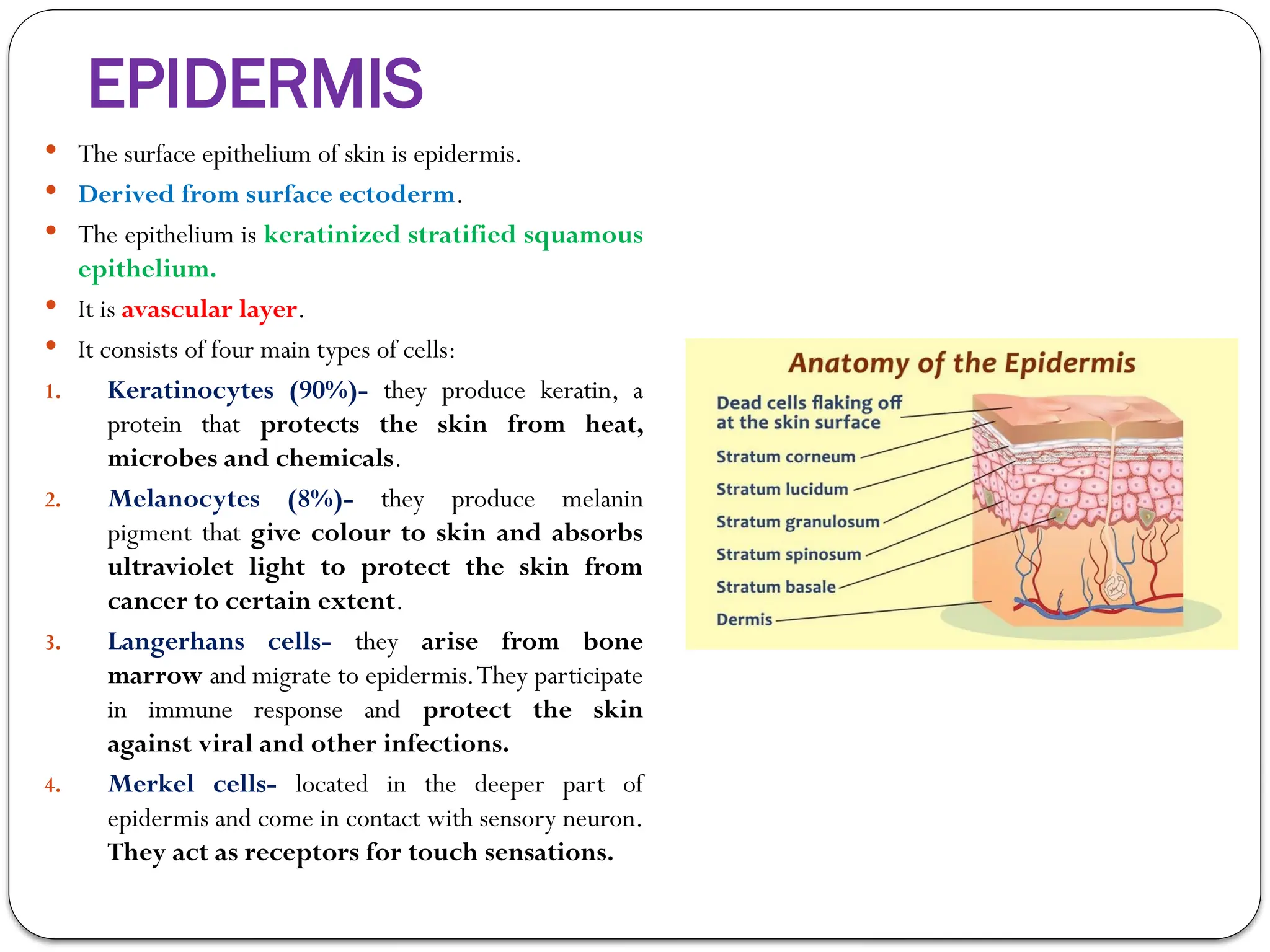 SKIN, SUPERFICIAL FASCIA AND DEEP FASCIA.pptx