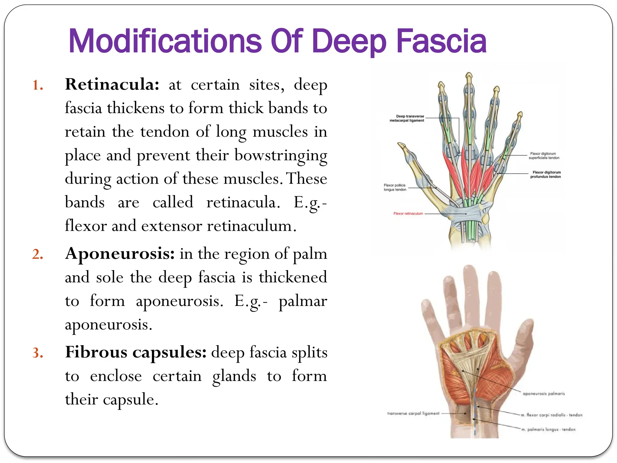 SKIN, SUPERFICIAL FASCIA AND DEEP FASCIA.pptx