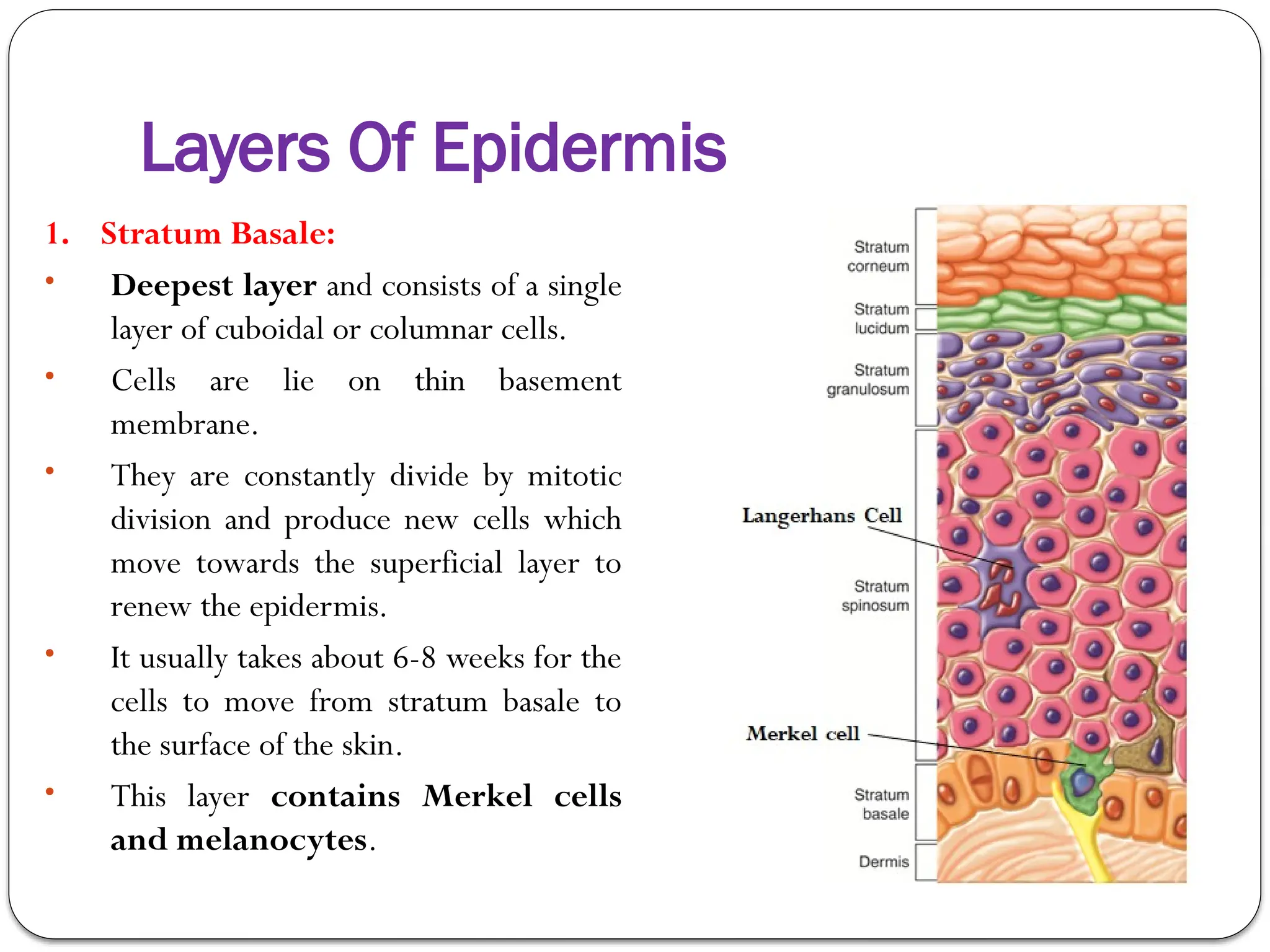 SKIN, SUPERFICIAL FASCIA AND DEEP FASCIA.pptx