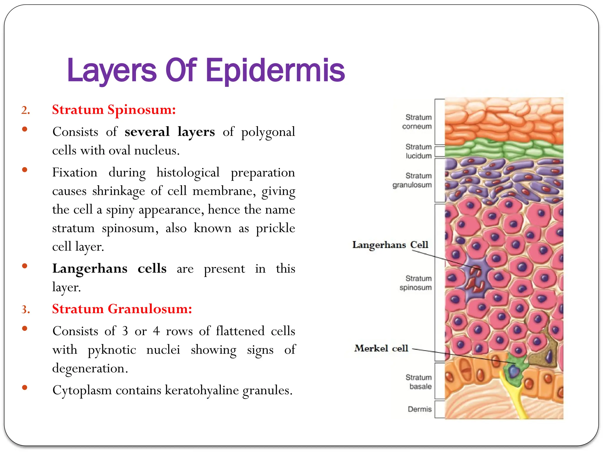 SKIN, SUPERFICIAL FASCIA AND DEEP FASCIA.pptx