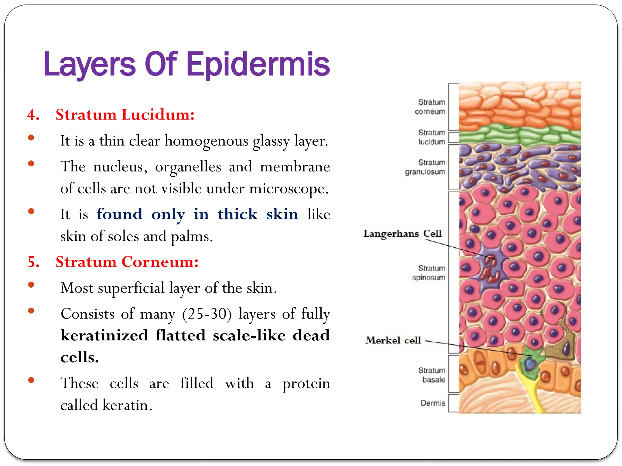 SKIN, SUPERFICIAL FASCIA AND DEEP FASCIA.pptx