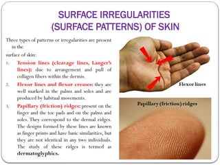 SKIN, SUPERFICIAL FASCIA AND DEEP FASCIA.pptx
