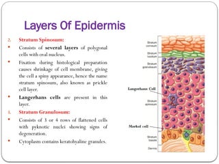 SKIN, SUPERFICIAL FASCIA AND DEEP FASCIA.pptx