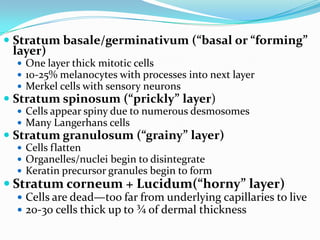 Skin tumours pathology | PPTX