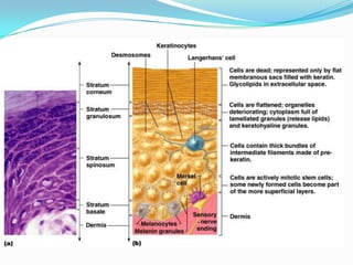 Skin tumours pathology | PPTX