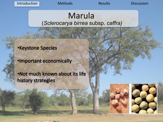 Marula Dispersal | PDF | Zoos & Aquariums | Attractions
