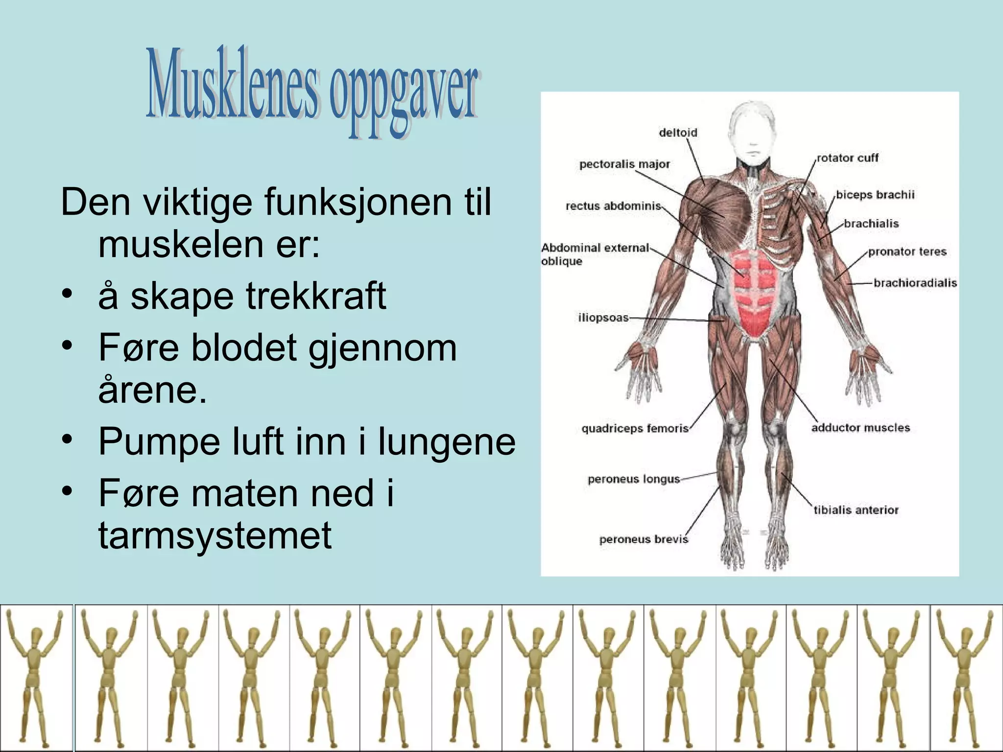 Skjelettet Og Musklene | PPT