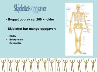 Skjelettet Og Musklene | PPT