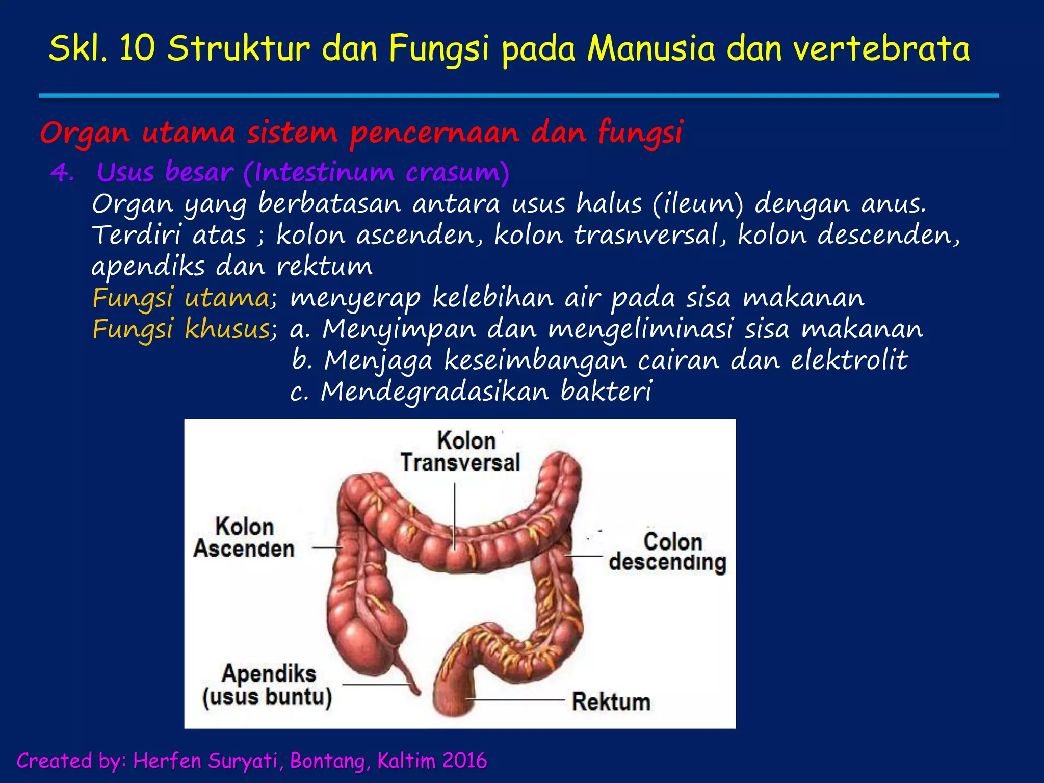 Skl 10 struktur dan fungsi manusia dan hewan vertebrata | PPTX