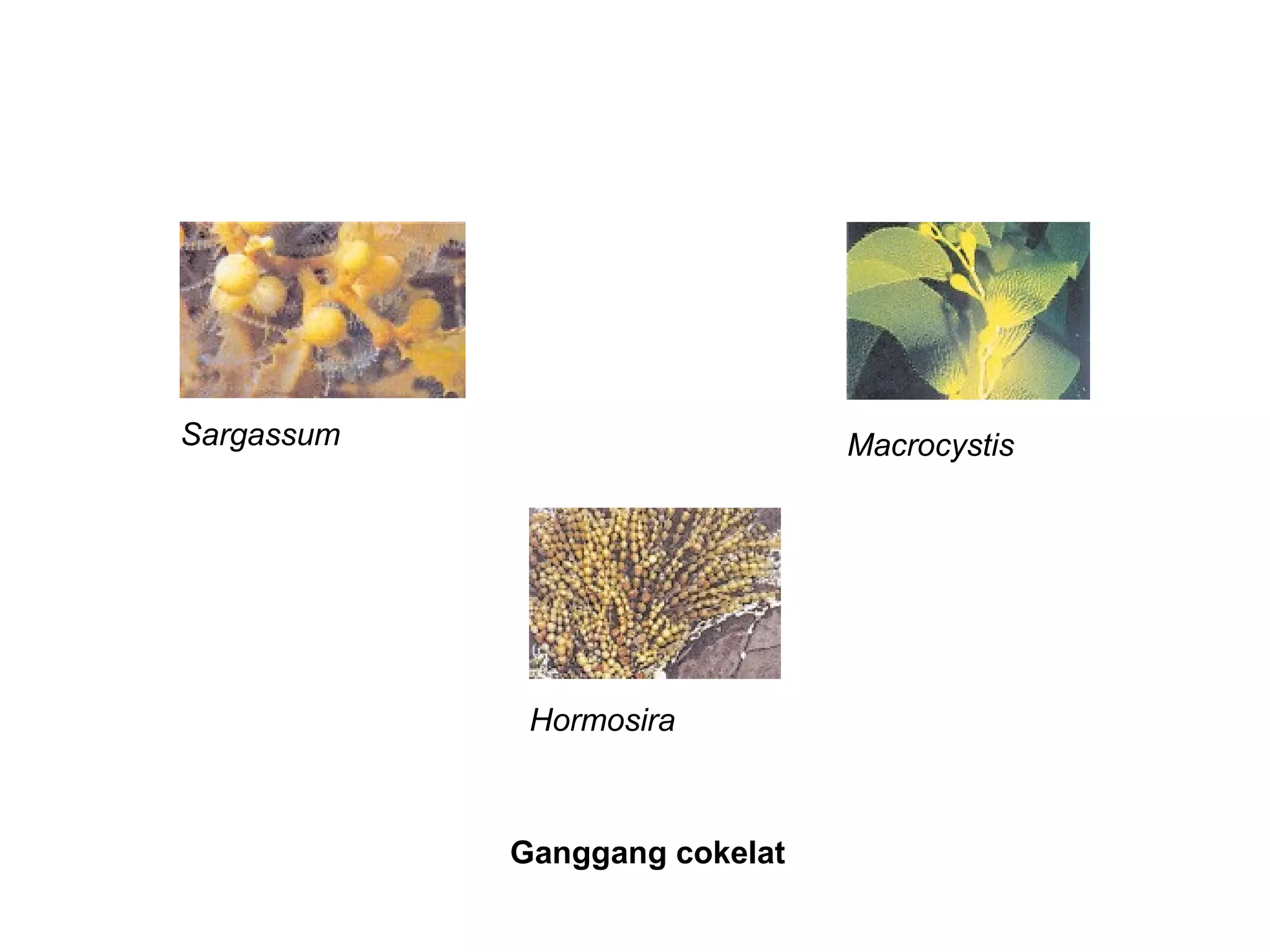 BIOLOGI Skl virus monera-protista-fungi | PPT
