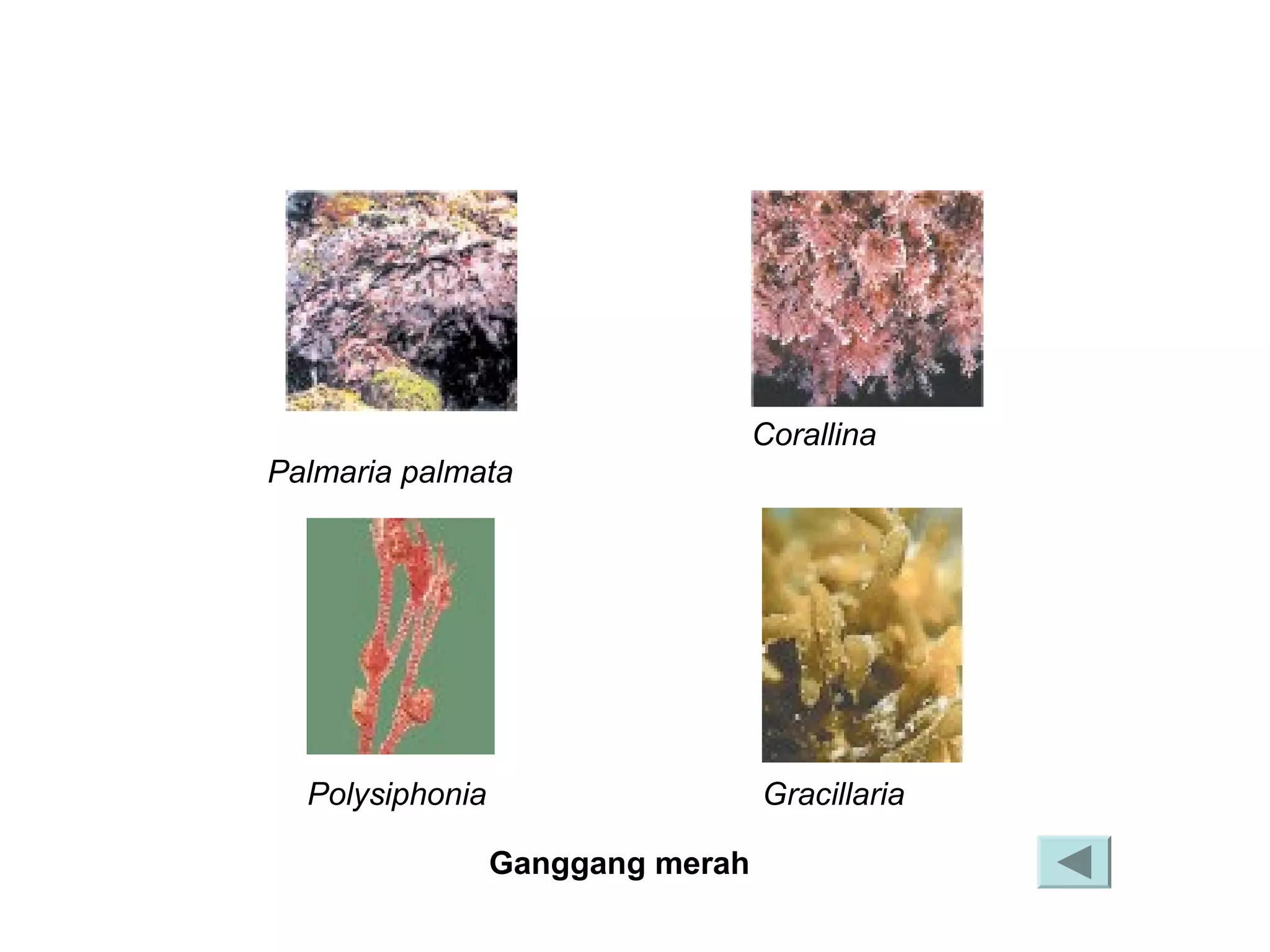 BIOLOGI Skl virus monera-protista-fungi | PPT
