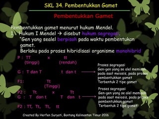 Skl 34. pembentukan gamet | PPTX