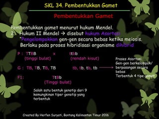 Skl 34. pembentukan gamet | PPTX