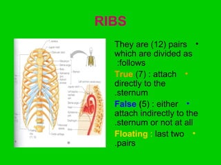 Skeletal System - Anatomy | PPT