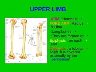 Skeletal System - Anatomy | PPT