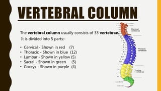 Skletal system | PPTX