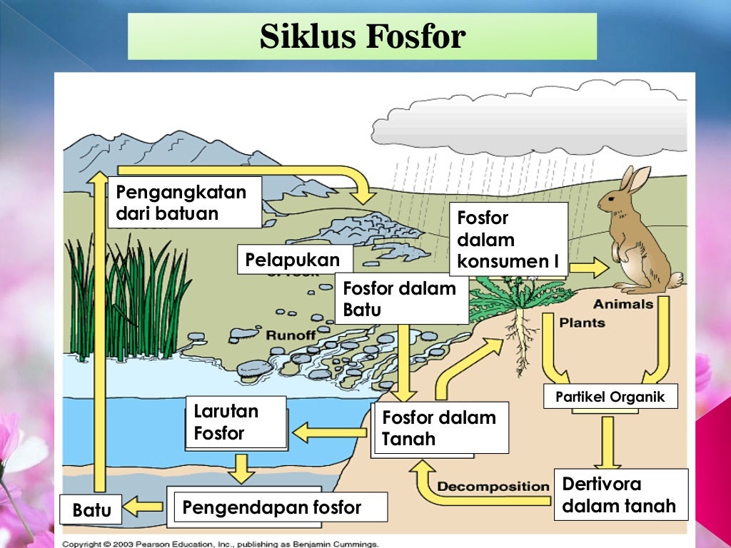 Daur Biogeokimia