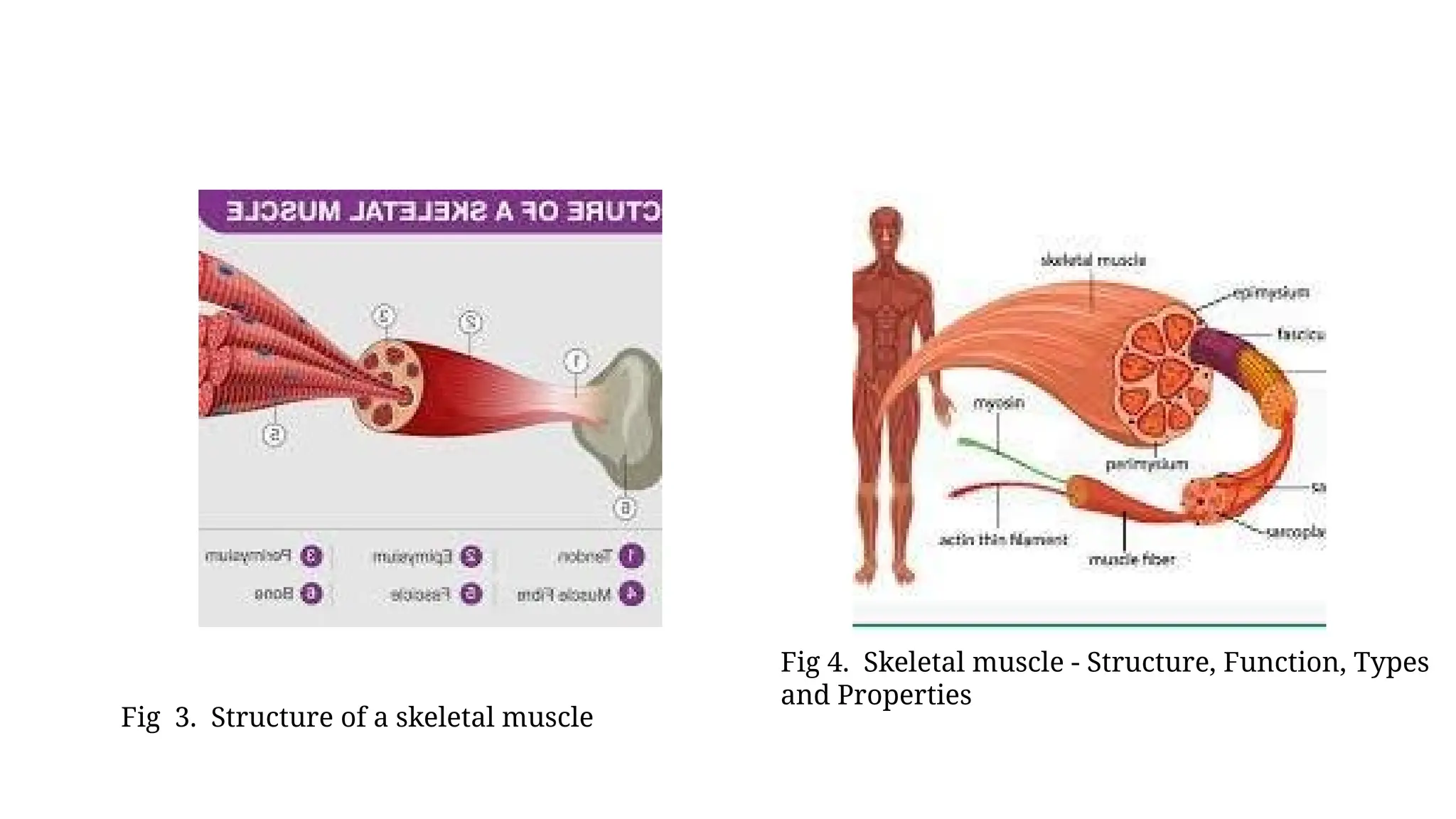 Skmuscle_properties_muscletone_muscletype.pptx